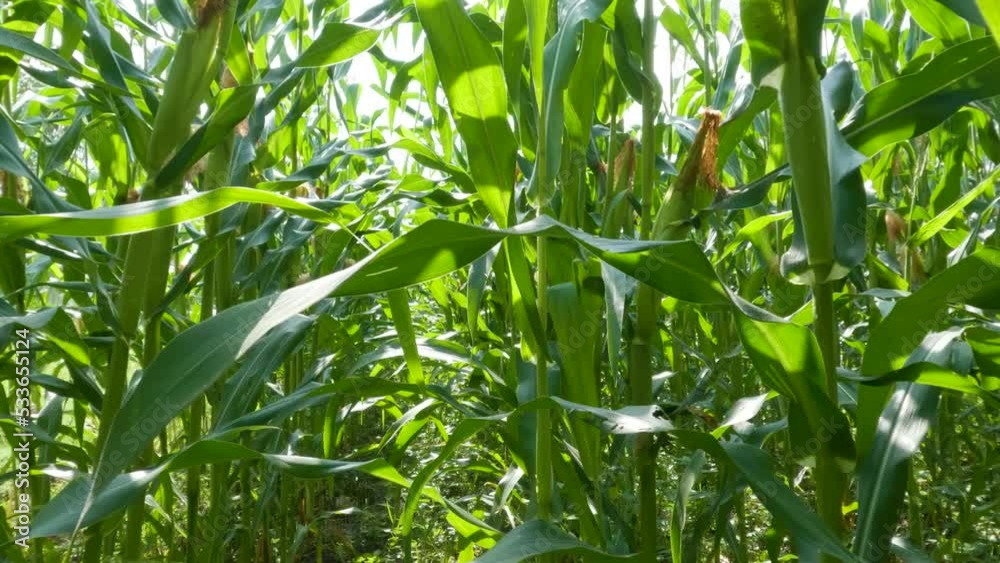 The movement of the camera that infiltrates the leaves and fruit of the ...