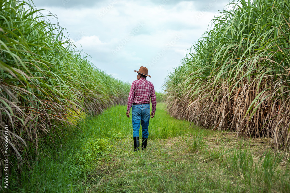 Asian farmer walking to inspect in sugarcane field before harvest. Old ...
