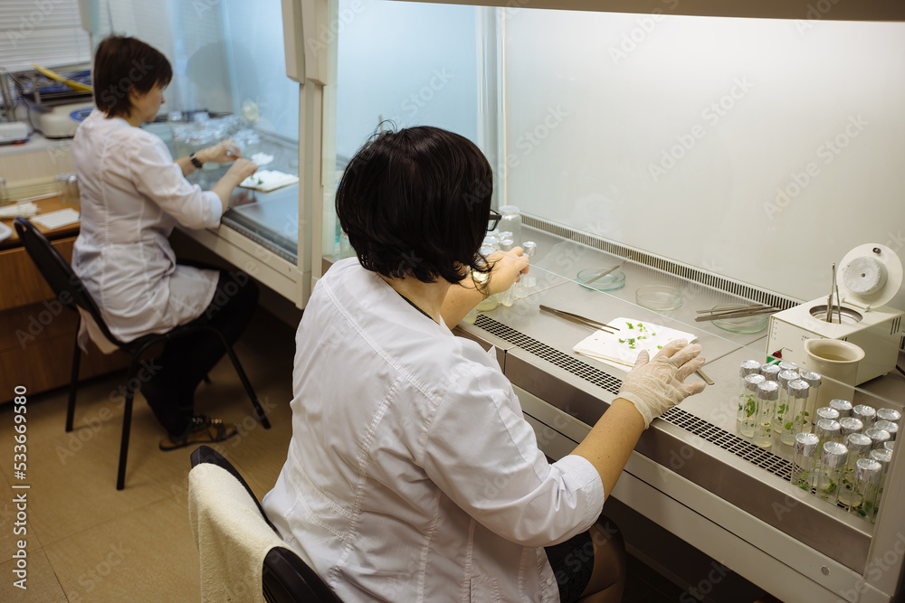Scientists work in a laminar box. Preparation of micro plants for ...