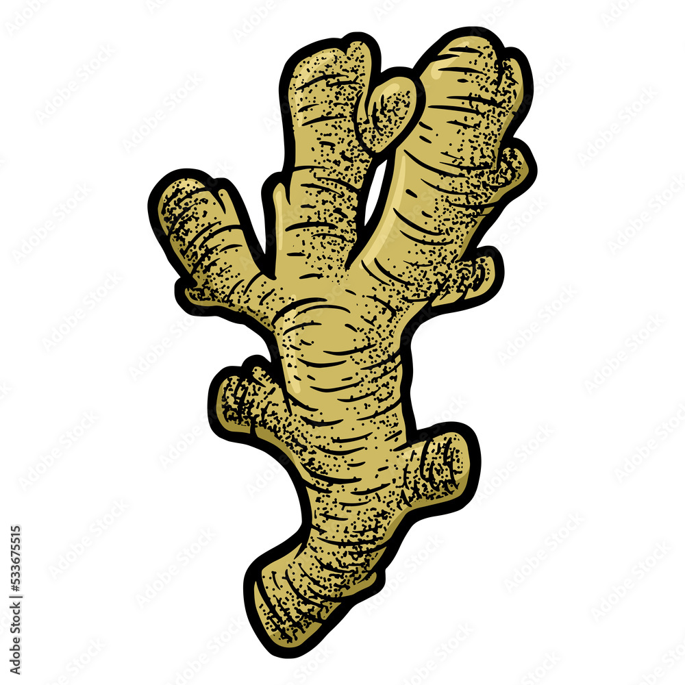 ginger root color sketch PNG illustration with transparent background ...