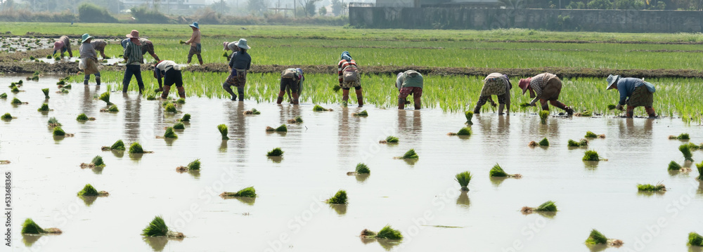 Traditional Method of Rice Planting.Rice farmers divide young rice ...