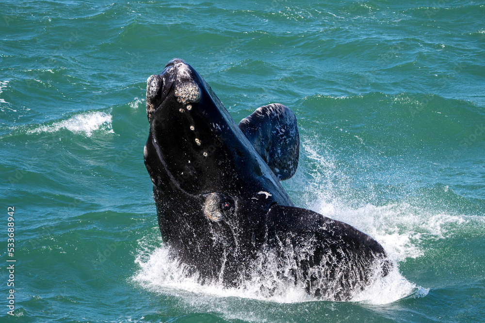 Southern right whale (Eubalaena australis) calf breaching showing ...