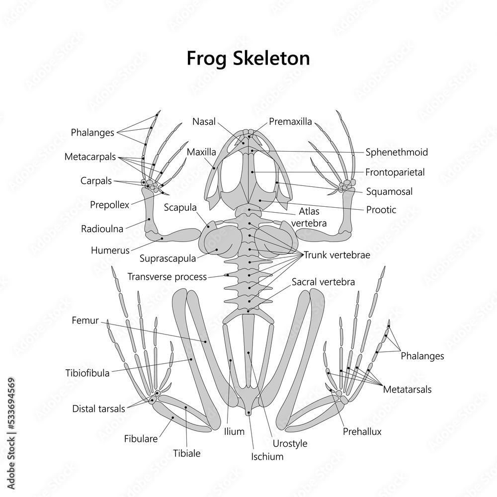 Frog Diagram Dorsal View