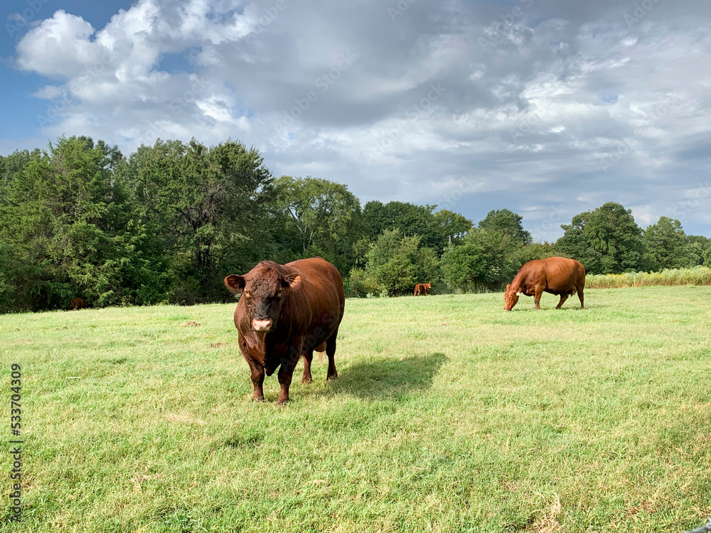 Bull in pasture with cows, green summer grass, trees Stock Photo ...