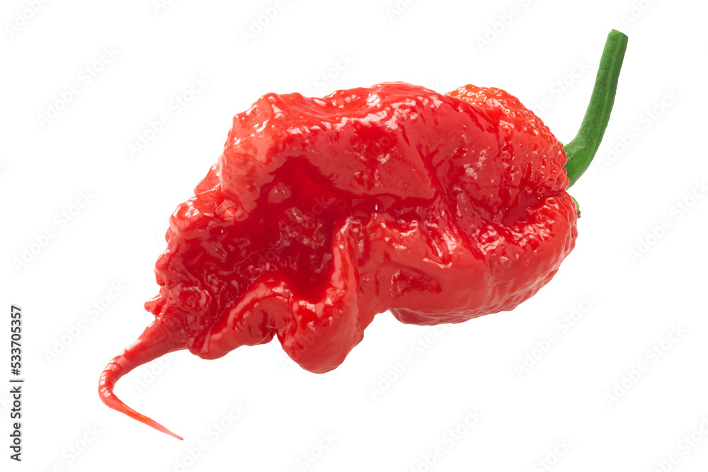 Carolina Reaper pepper isolated. Insanely hot chile. Capsicum chinense ...