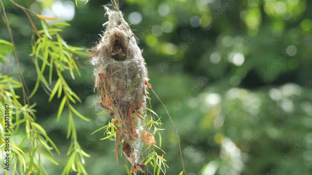 a bird nest in nature close up Stock Video | Adobe Stock