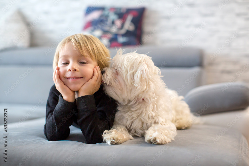 Cute blond child, toddle boy, watching TV with his pet maltese dog ...