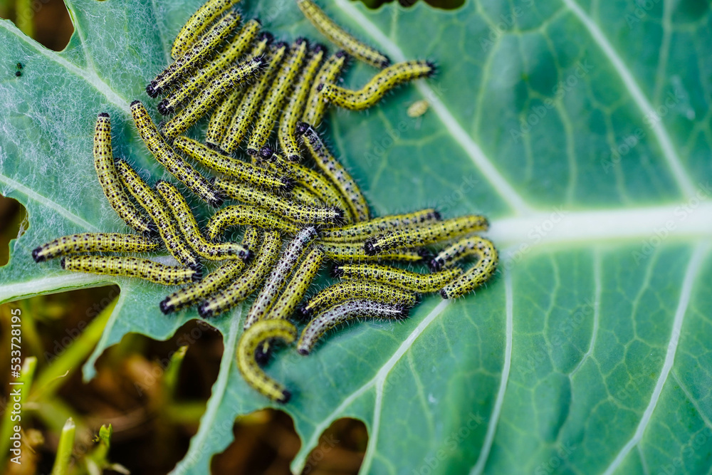 Die Raupen vom Kohlweißling Pieris brassicae vernichten die Kohlernte ภาพถ่ายสต็อก | Adobe Stock