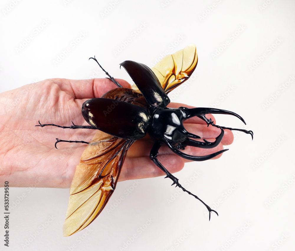 Big black beetle on hand. Rhinoceros Chalcosoma with wings macro close ...