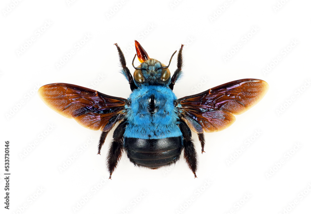Blue bumblebee isolated on white. Xylocopa caerulea macro close up ...
