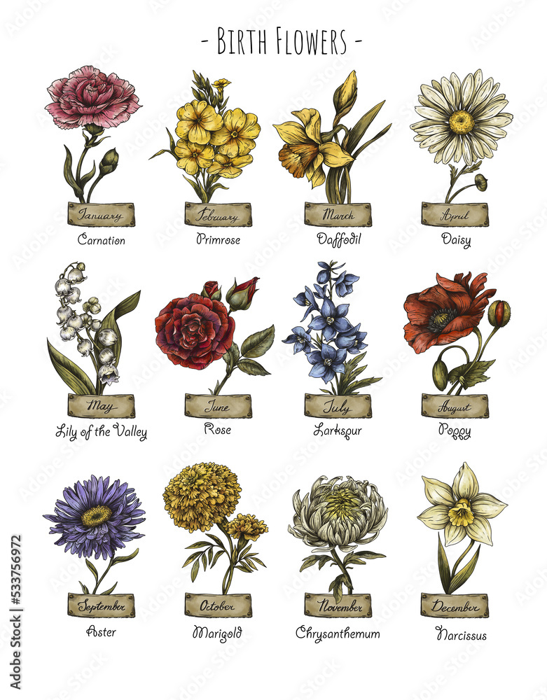 Vintage birth month flowers, Birth flowers, magic floral illustration ...