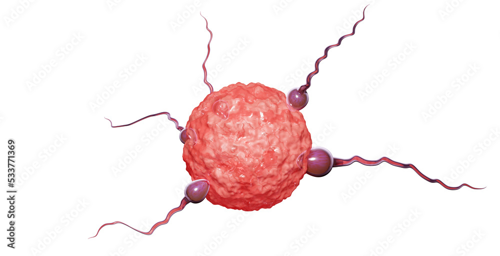 Sperm And Ovum Isolated On A White Background Sperm Cells Move To The