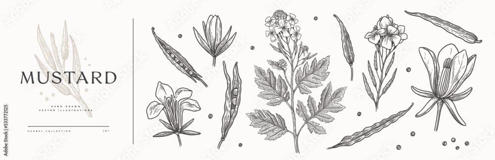 Large set of mustard seeds, pods, sprouts and flowers on a light ...