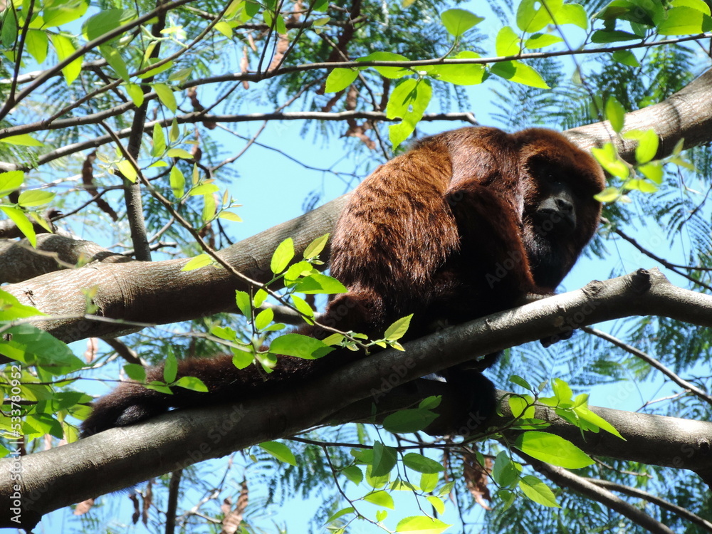 Foto de O bugio-ruivo ou bugio-marrom, ou simplesmente bugio é uma ...