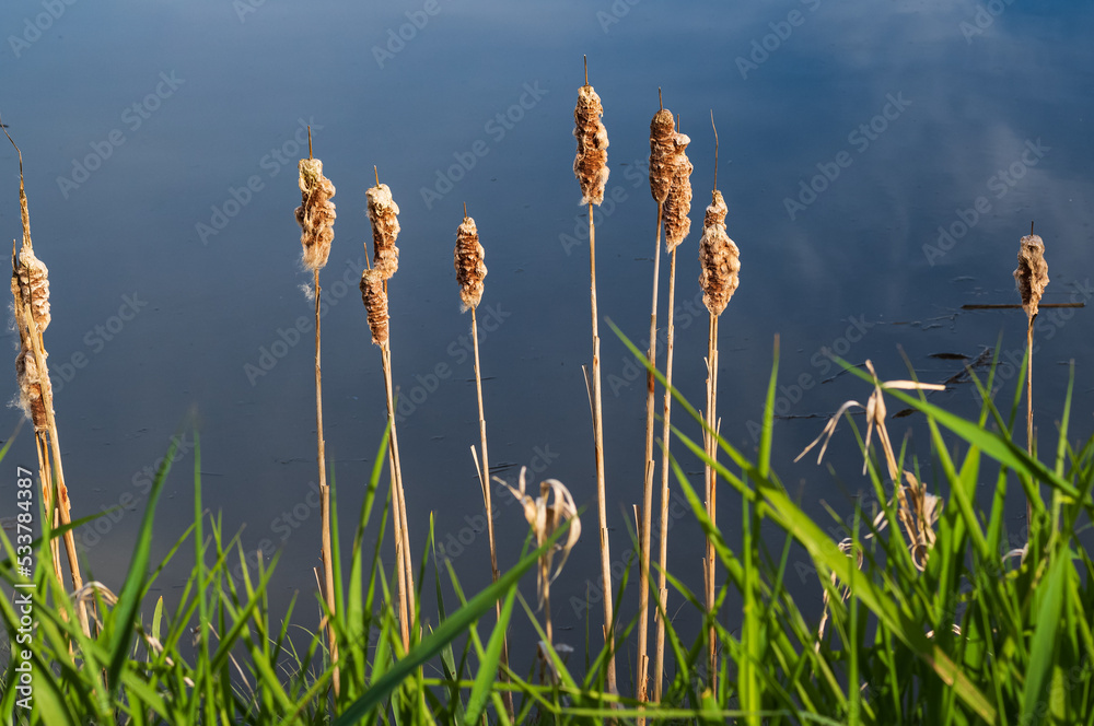 Reed mace, bulrush marsh cane. Faded Typha latifolia. Typha is a genus ...