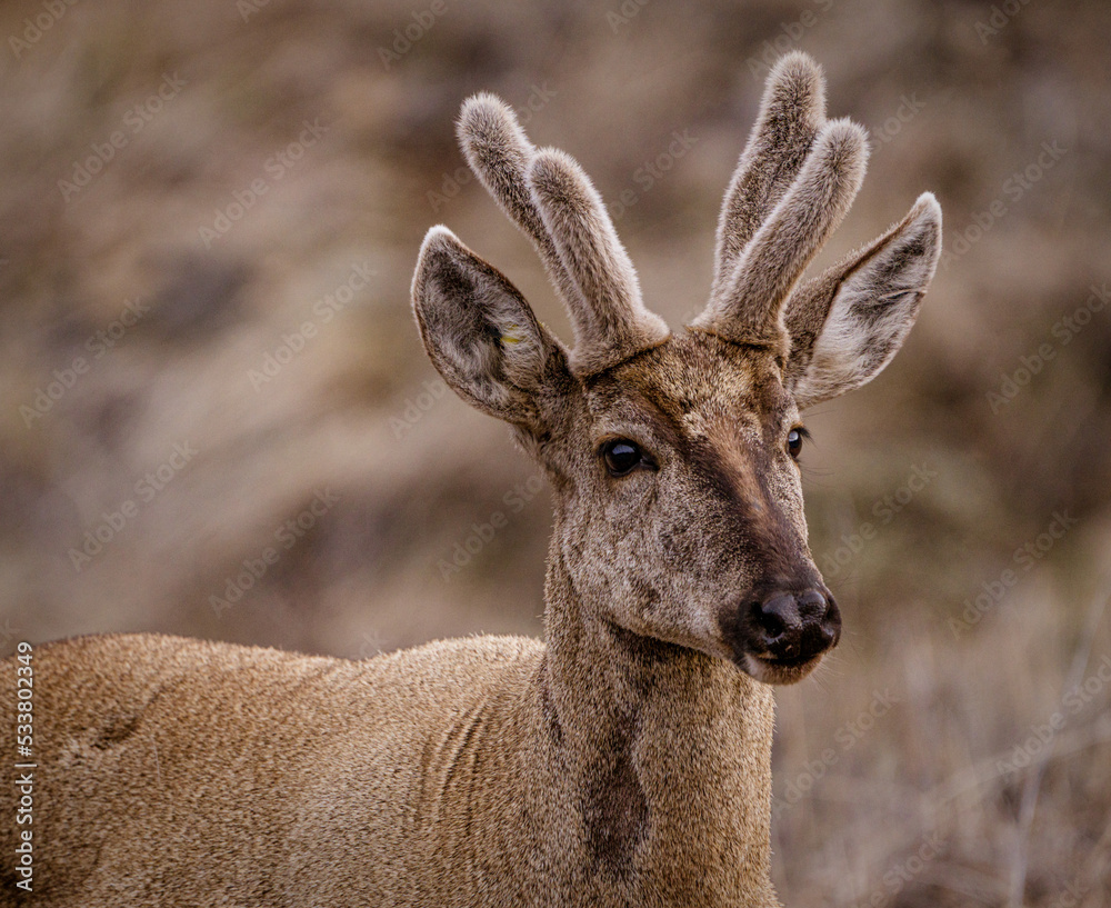 El huemul o ciervo sur andino, en el parque nacional cerro castillo ...