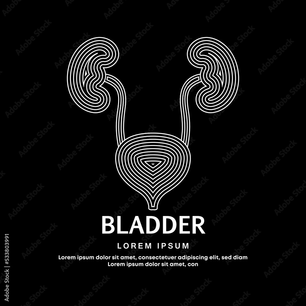 Human bladder medical structure. simple line art bladder Vector ...
