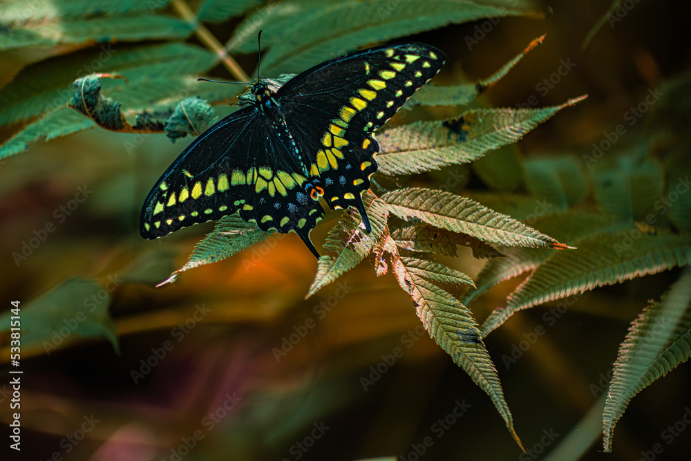 Male Black Swallowtail Butterfly (Papilionidae) With Open wings (with ...
