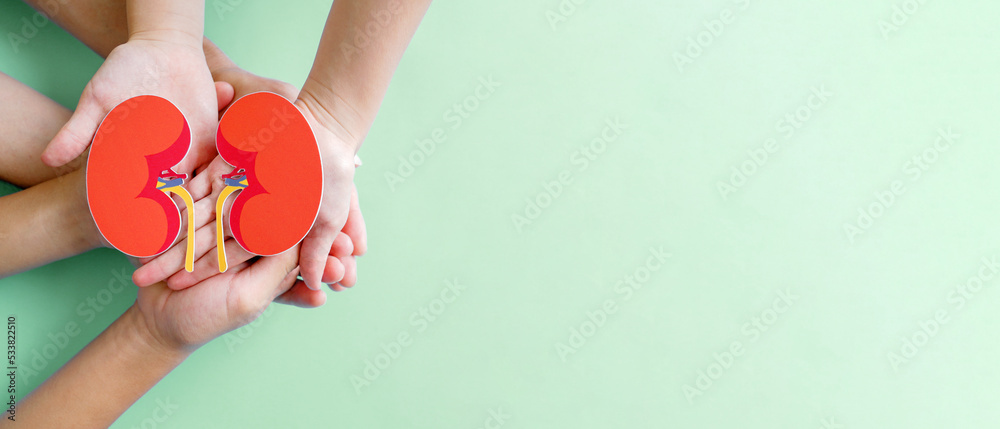 Hands holding kidney shaped paper, world kidney day, Organ Donor Day ...