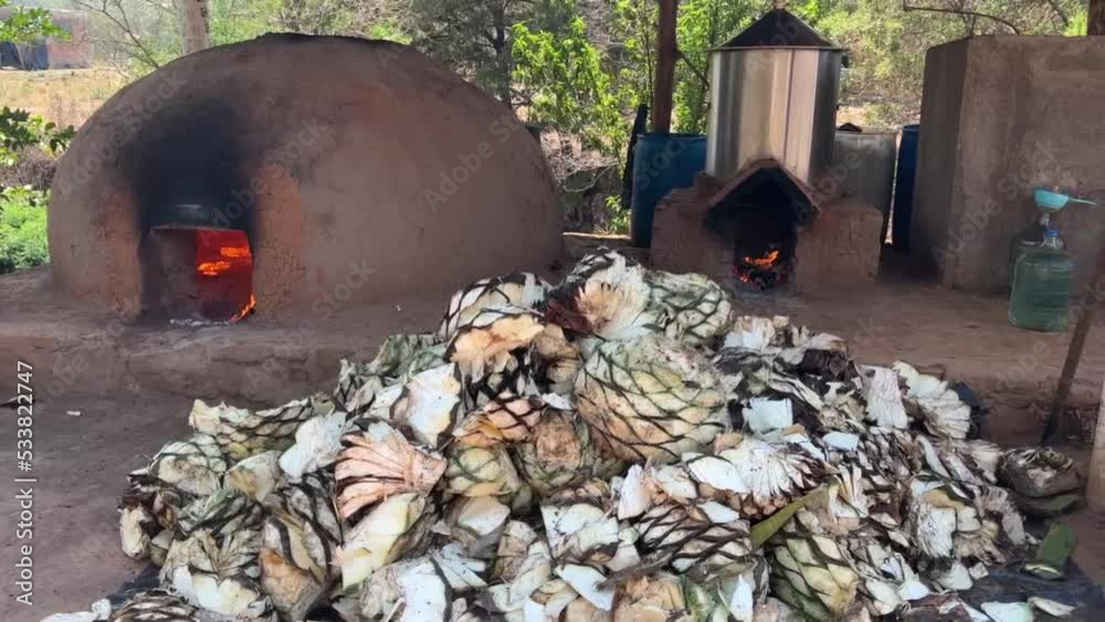 proceso para la fabricacion del destilado de agave, raicilla, bebida de ...