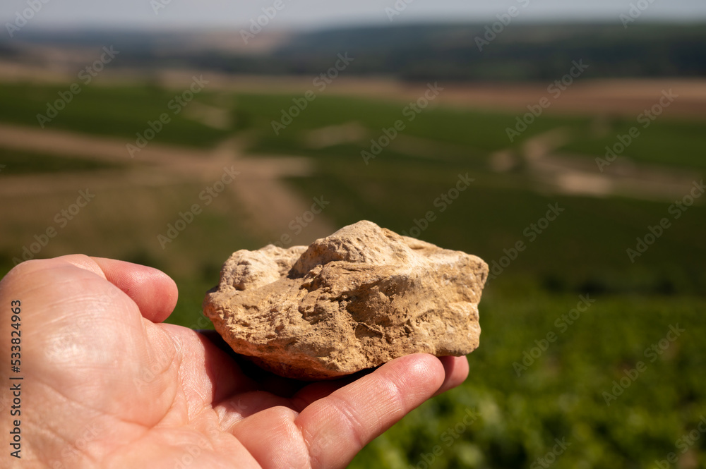 Sample of soil from Chablis Grand Cru appellation vineyards, limestone ...