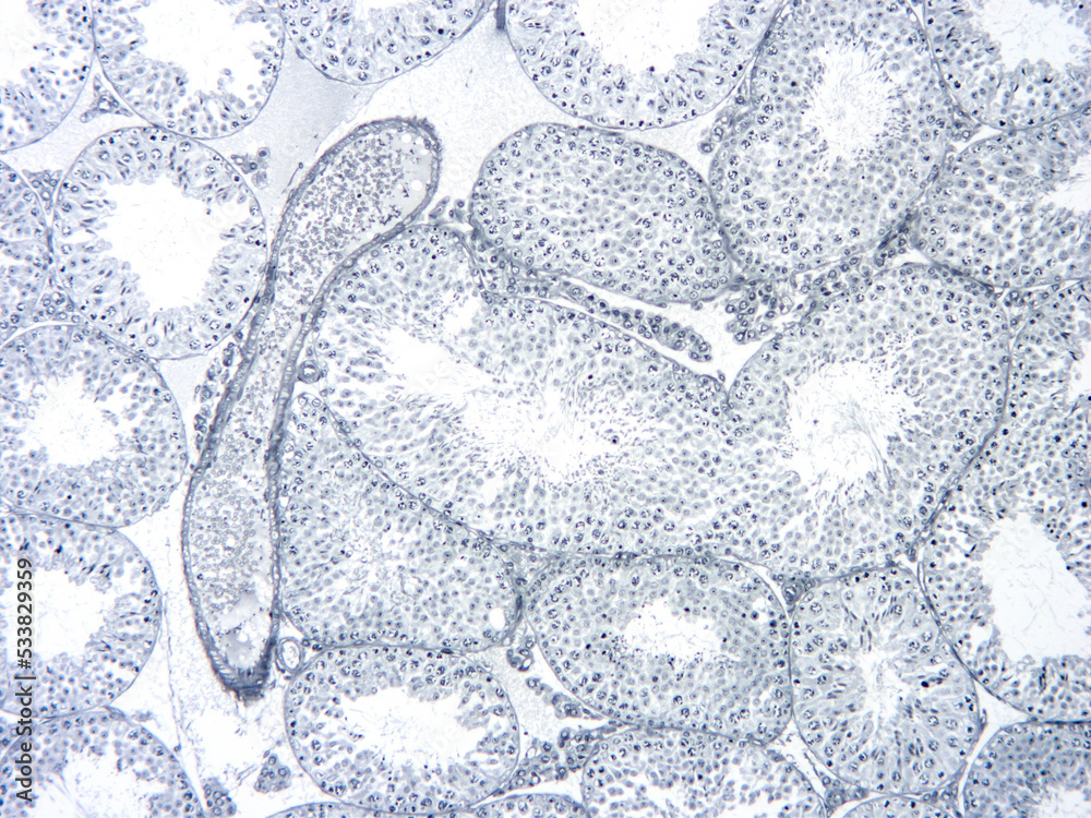 Fotografia do Stock: Histology of human tissue, show epithelial tissue ...
