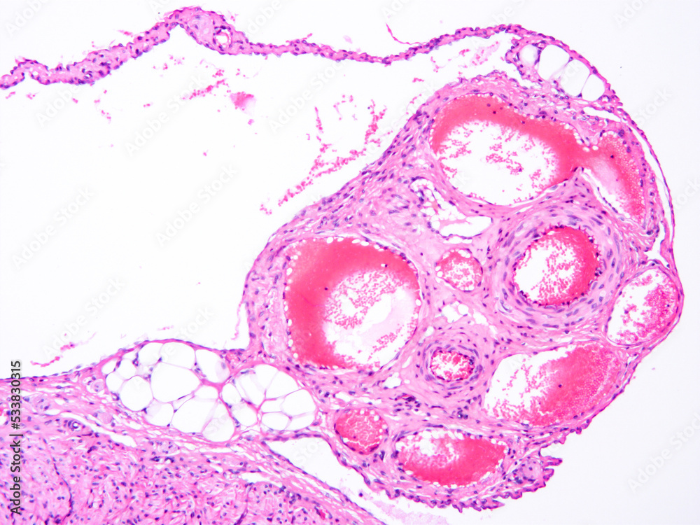 Póster Histology of human tissue, show epithelial tissue and connective ...
