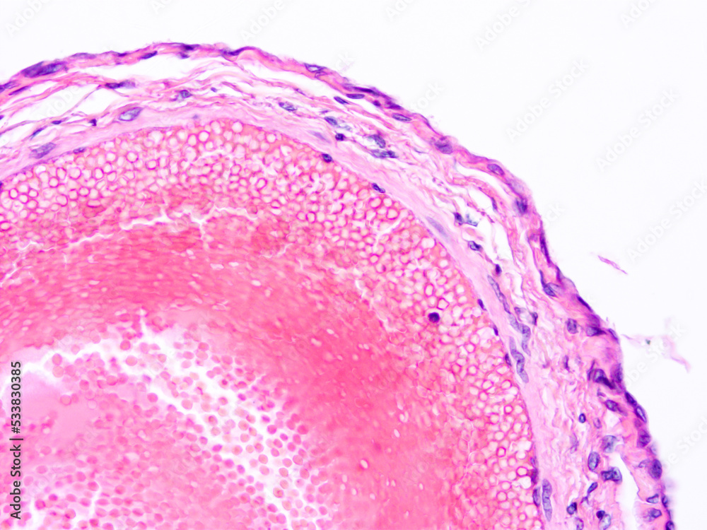 Histology of human tissue, show epithelial tissue and connective tissue ...
