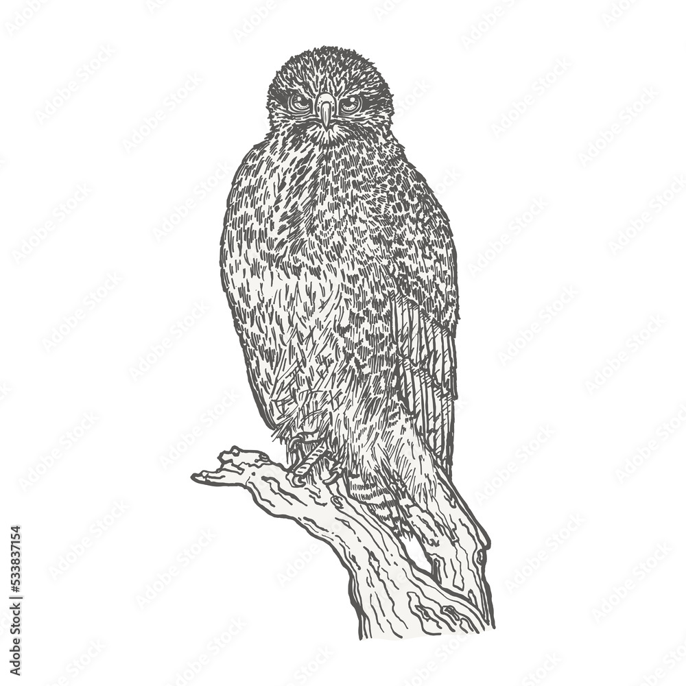 Predatory bird sitting on a log. Hand drawn with pen and ink outlines ...