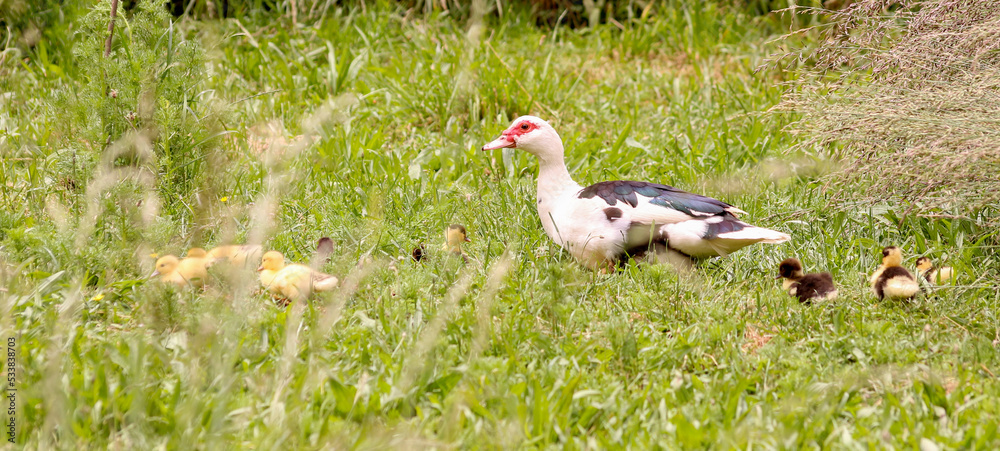 pata con patitos pequeños raza muscobi (Cairina moshata) Stock Photo ...