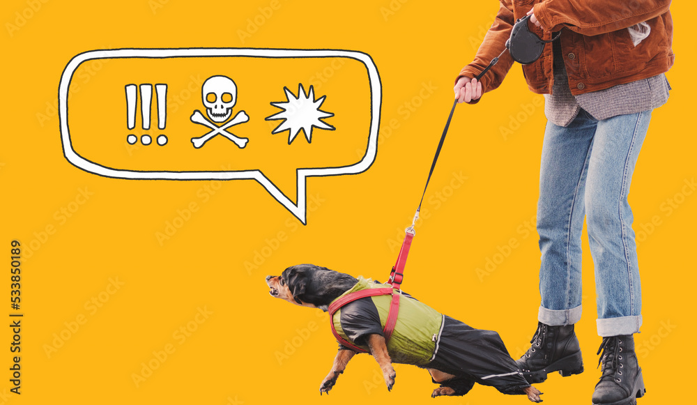 Aggressive, reactive dog on the leash against orange background with ...