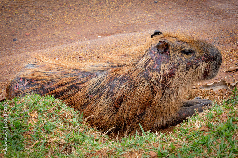 Sick and injured capybara lying on the riverbank isolated from the ...
