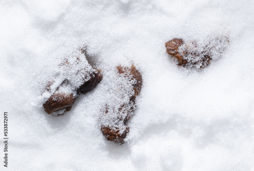 Why Do Dogs Cover Their Poop With Snow