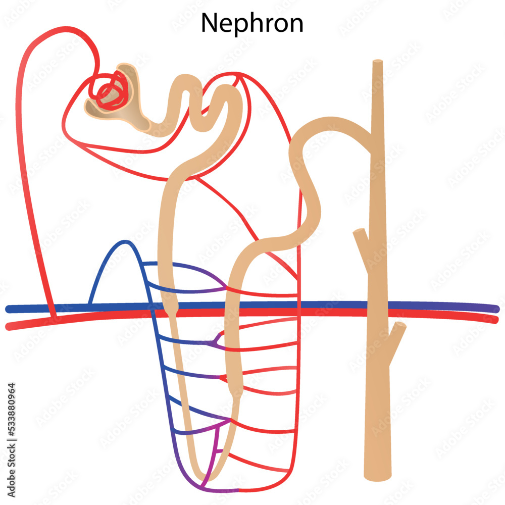 The structure of a nephron without pointers. Vector illustration Stock ...