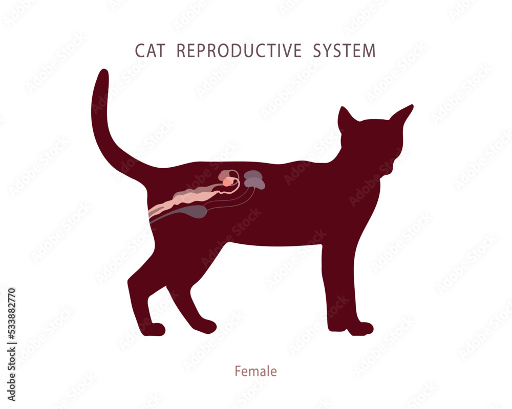 Flat style illustration of female cat excretory and reproductive organs ...
