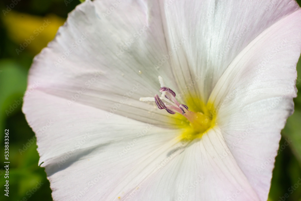Field bindweed, Convolvulus arvensis European bindweed Creeping Jenny ...