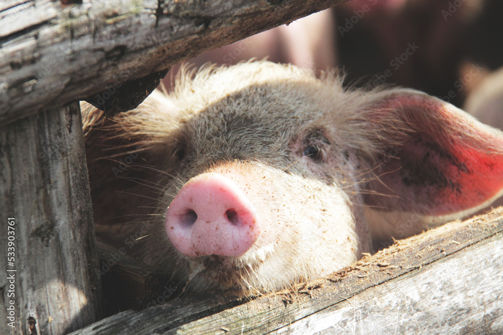 Pig close-up looking through the fences Stock Photo | Adobe Stock