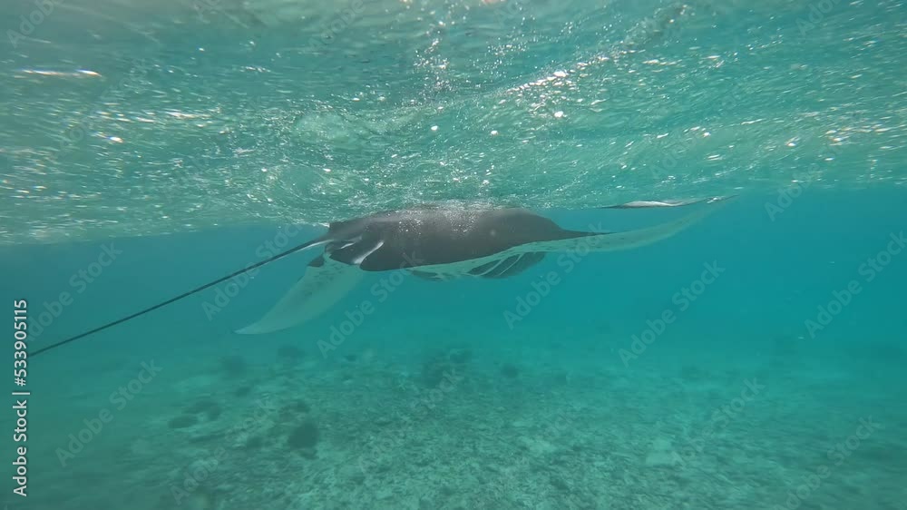Manta ray swimming and eating plankton in Hanifar Bay, Maldives vídeo ...
