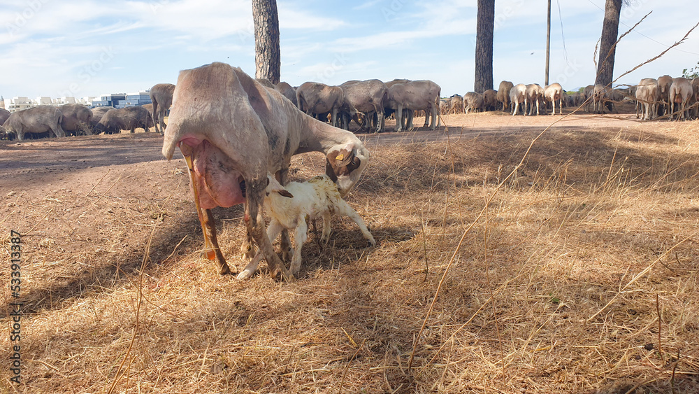 Newborn lamb baby on the meadow, mother ewe feeding child and licking ...