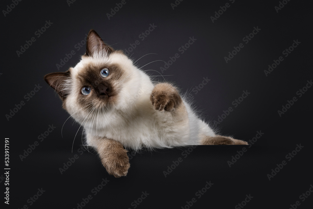 Seal Point Ragdoll