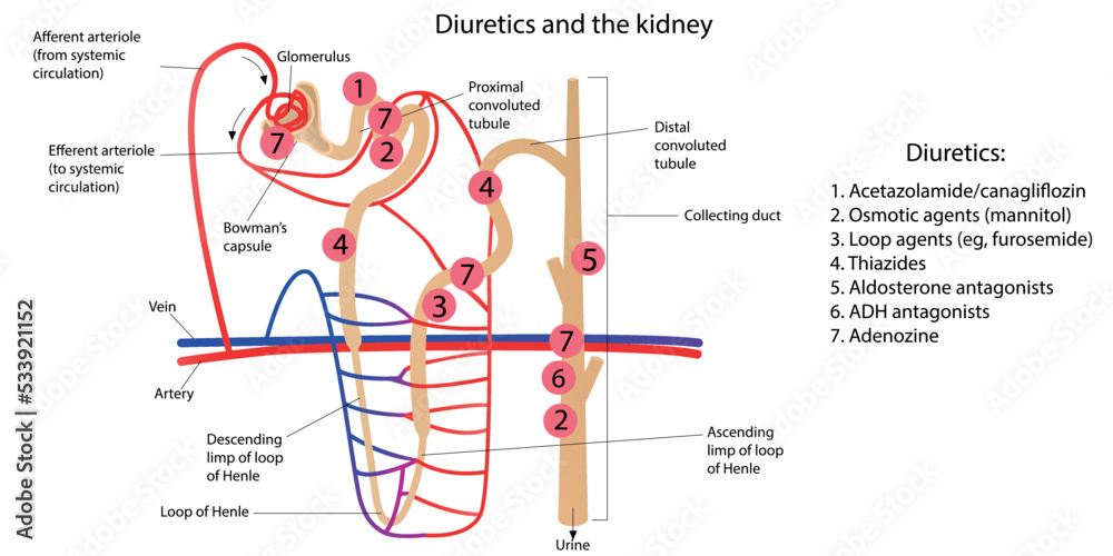 Diuretics and the kidney. Vector illustration Stock Vector | Adobe Stock