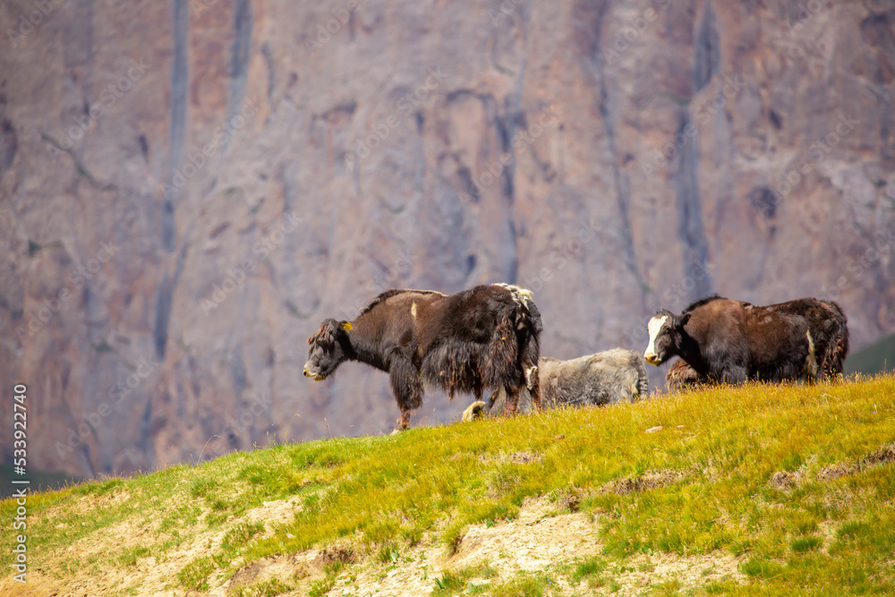 A herd of yaks graze in the mountains. Himalayan big yak in a beautiful ...