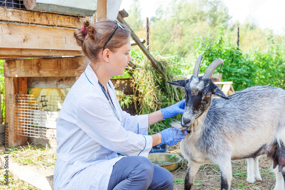 Young veterinarian woman with stethoscope holding and examining goat on ...