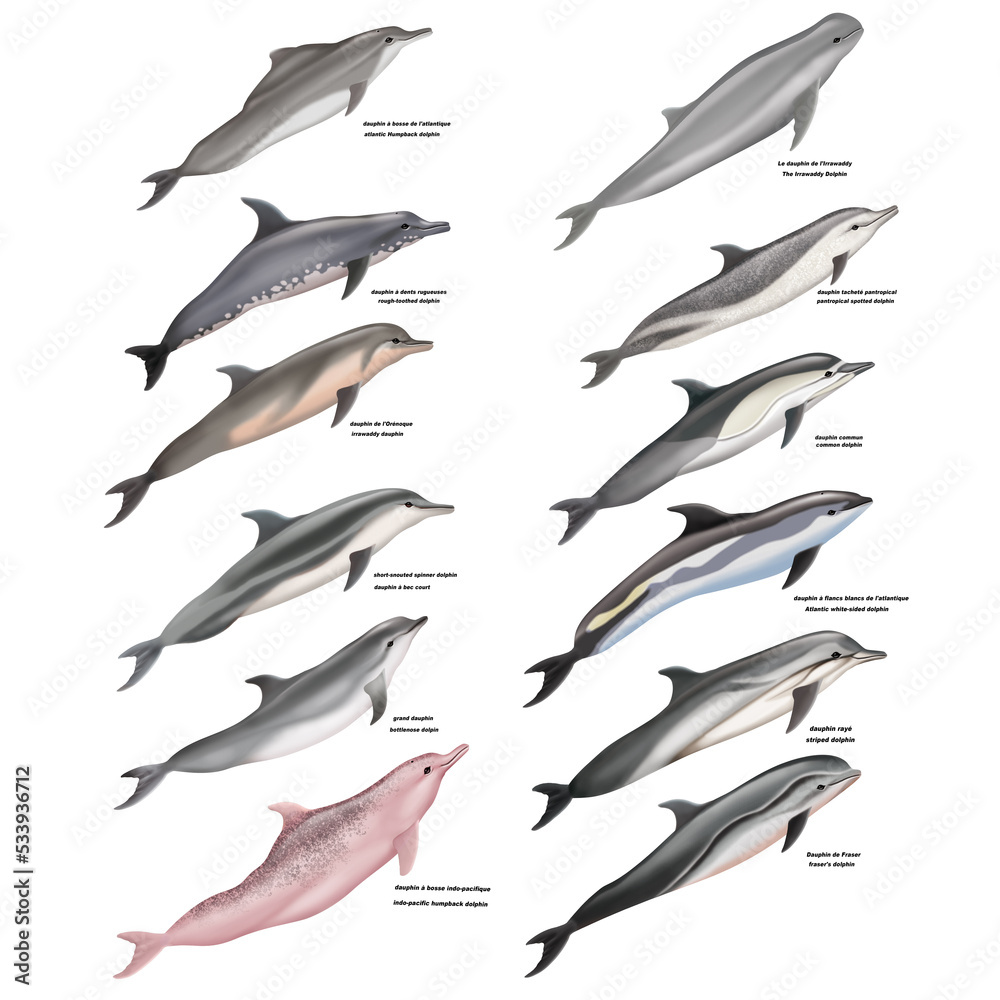 sous espèces des dauphins , poisson, mammifère, marin, mer, océan, eau ...