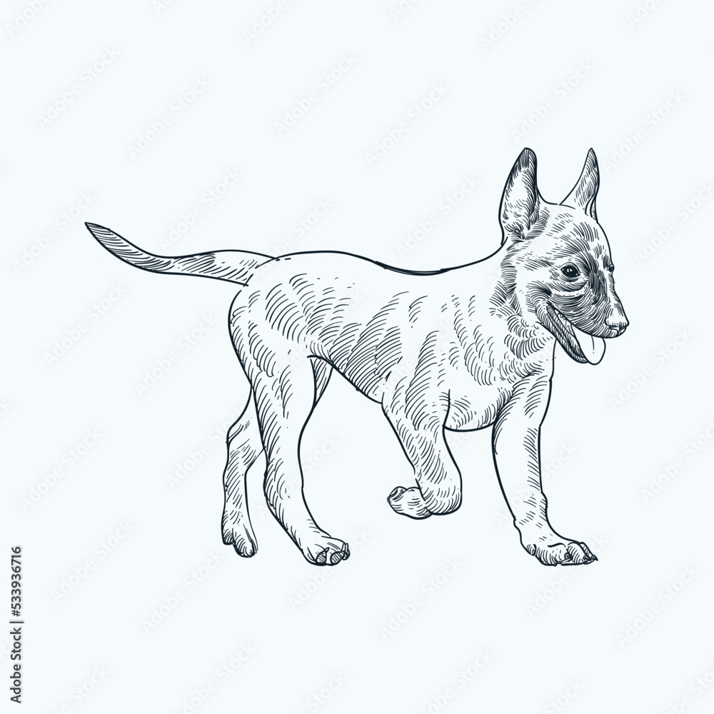 Vintage hand drawn sketch belgian malinois puppy Stock Vector | Adobe Stock