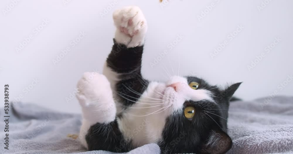 Video Stock Active playful cat playing on light background. Adult cat ...