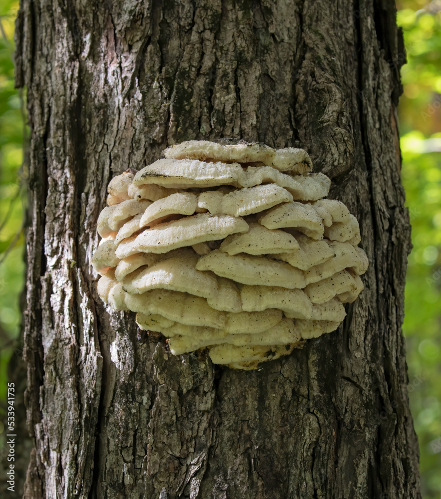 Northern Tooth Fungus on maple tree in Algonquin Park, Canada Stock ...