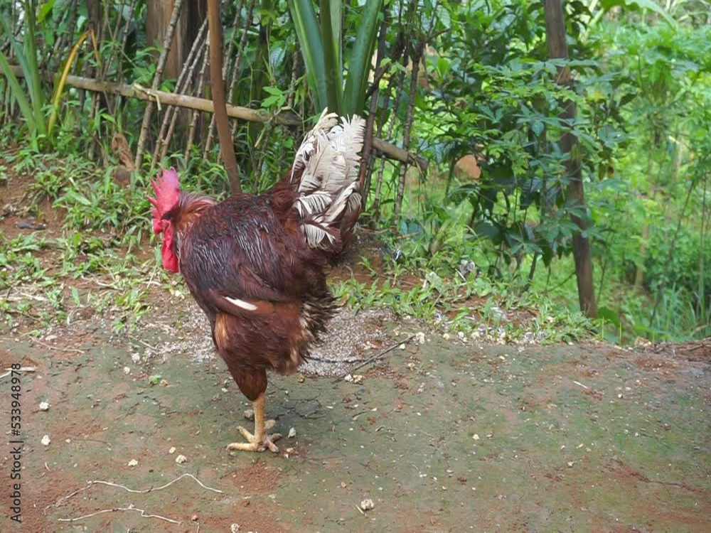 Chicken poop on the ground. Chicken defecate. Shit chicken or poop ...