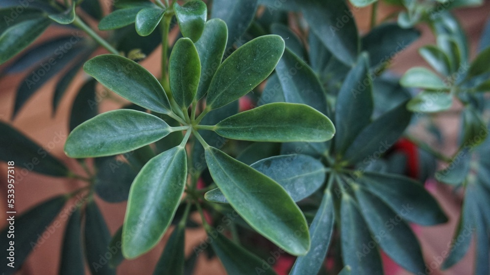 shefflera - growing houseplants - caring for shefflera - plant growing ...