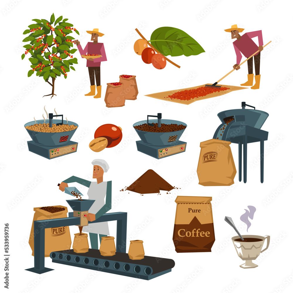 Coffee production process cartoon illustration set. Worker harvesting ...